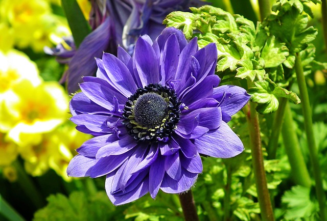 Anêmona Flor Planta - Foto gratuita no Pixabay - Pixabay