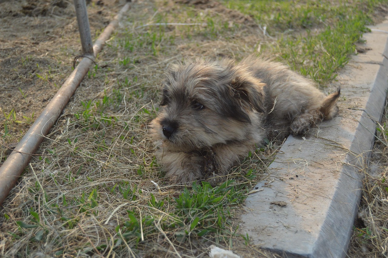 Chien Chiot Arrière-Cour En Plein - Photo gratuite sur Pixabay - Pixabay