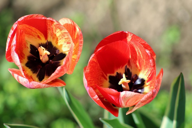 Tulip Bunga-Bunga Kebun Musim - Foto gratis di Pixabay - Pixabay
