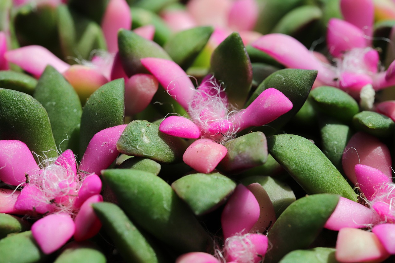 Plantes Succulentes Fleurs Les - Photo gratuite sur Pixabay - Pixabay