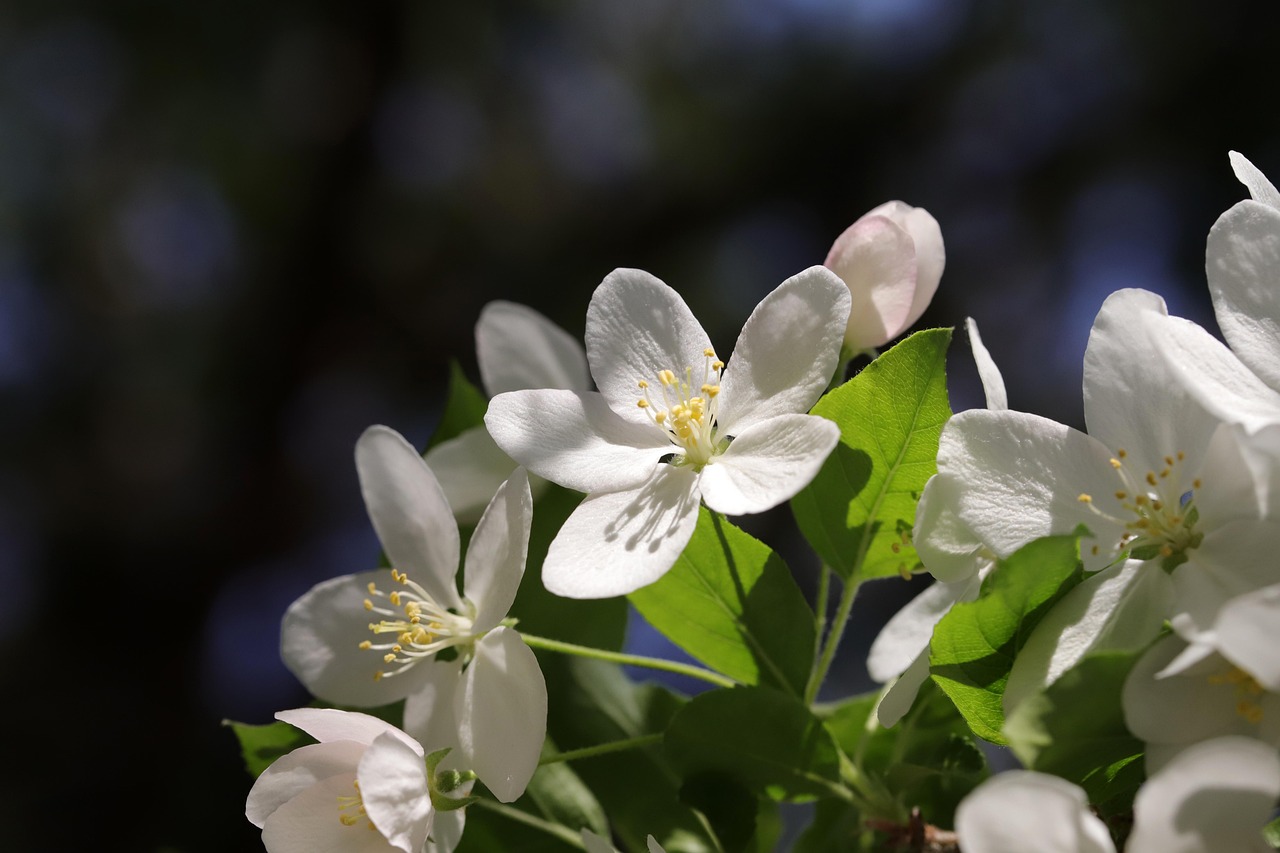 Primavera Flores Jardim Flor - Foto gratuita no Pixabay - Pixabay