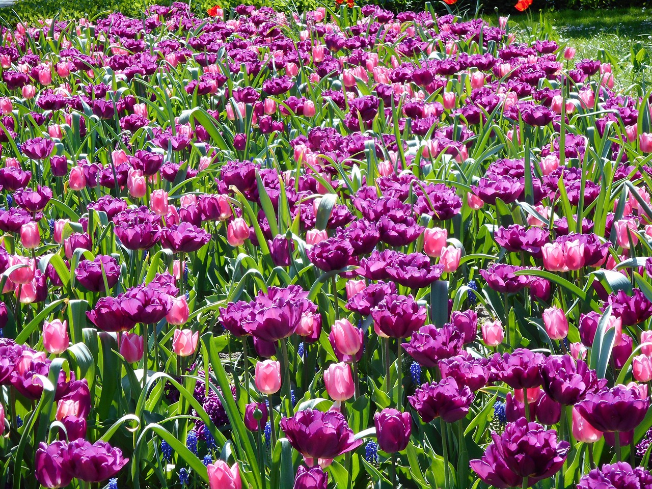 Tulipes Mauve Parc De - Photo gratuite sur Pixabay - Pixabay