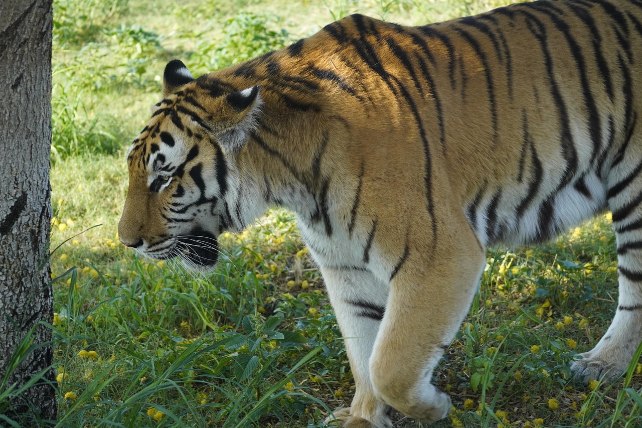 Animal Tiger Mammal - Free photo on Pixabay - Pixabay