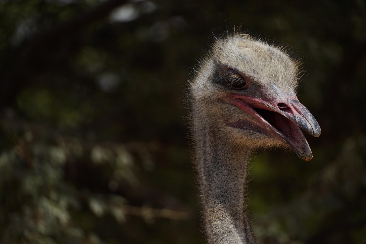 Bird Ostrich Ornithology - Free photo on Pixabay