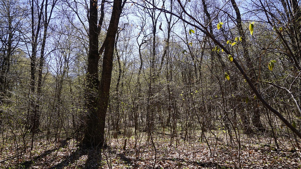 Nature Forêt Des Arbres - Photo gratuite sur Pixabay - Pixabay