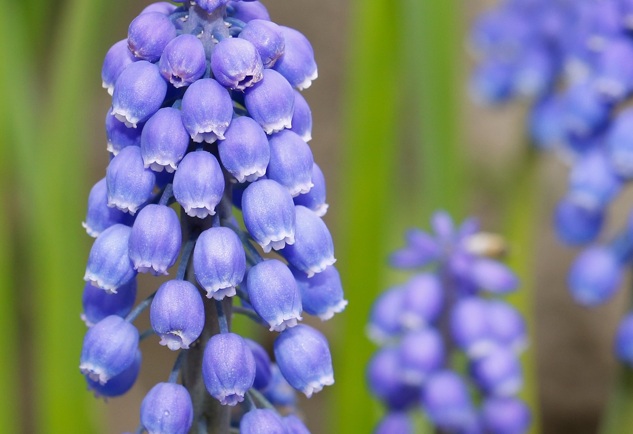 Planta Flora Flores - Foto gratis en Pixabay - Pixabay