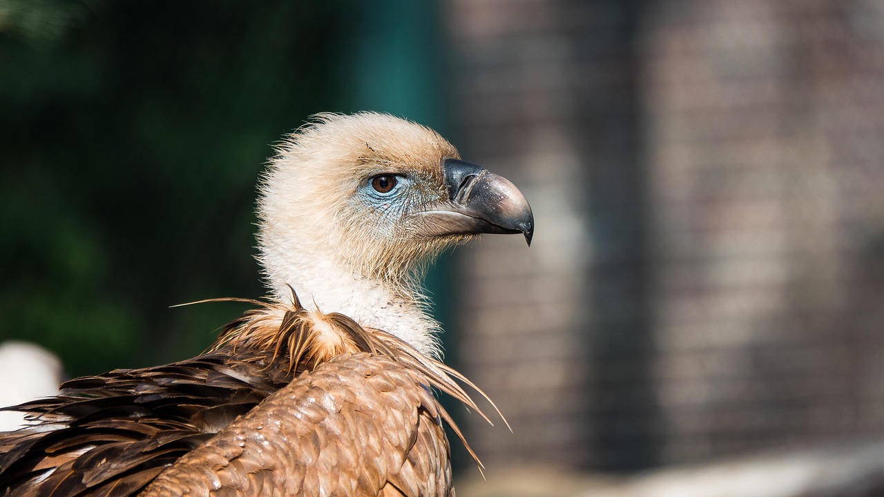 Griffon Vulture Bird Zoo Of - Free photo on Pixabay - Pixabay