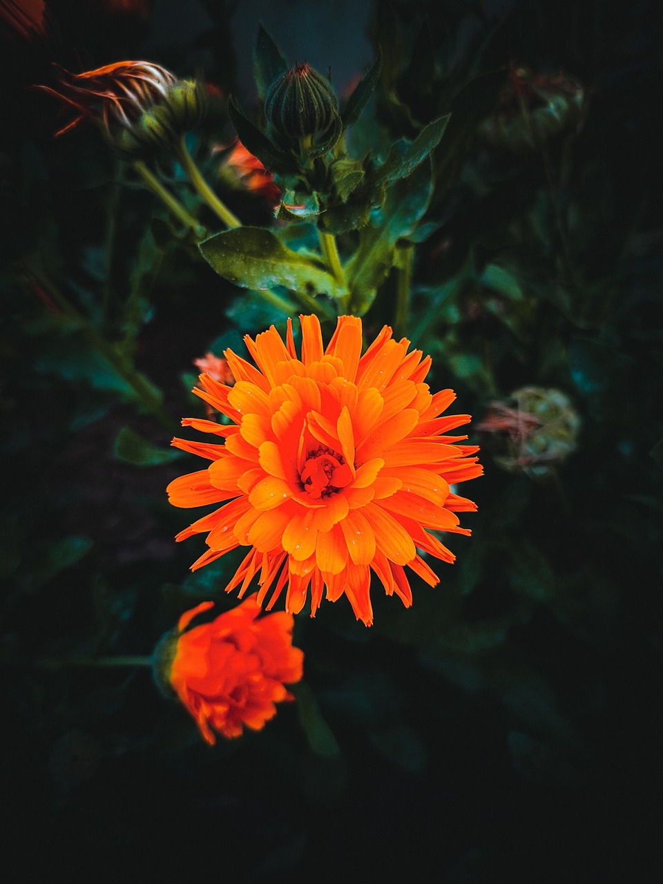 Flor Margarida Natureza - Foto gratuita no Pixabay - Pixabay