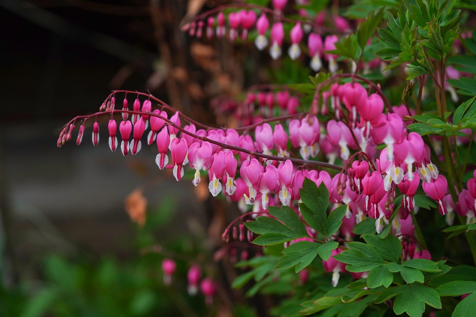 Bleeding Heart Wildflower Wild - Free photo on Pixabay