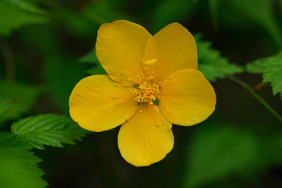 Wildblumen Wilde Blume Frühling - Kostenloses Foto auf Pixabay