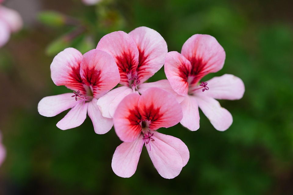Wildblumen Wilde Blume Pinke - Kostenloses Foto auf Pixabay