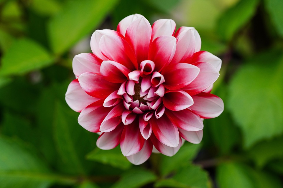Wildblumen Wilde Blume Pinke - Kostenloses Foto auf Pixabay