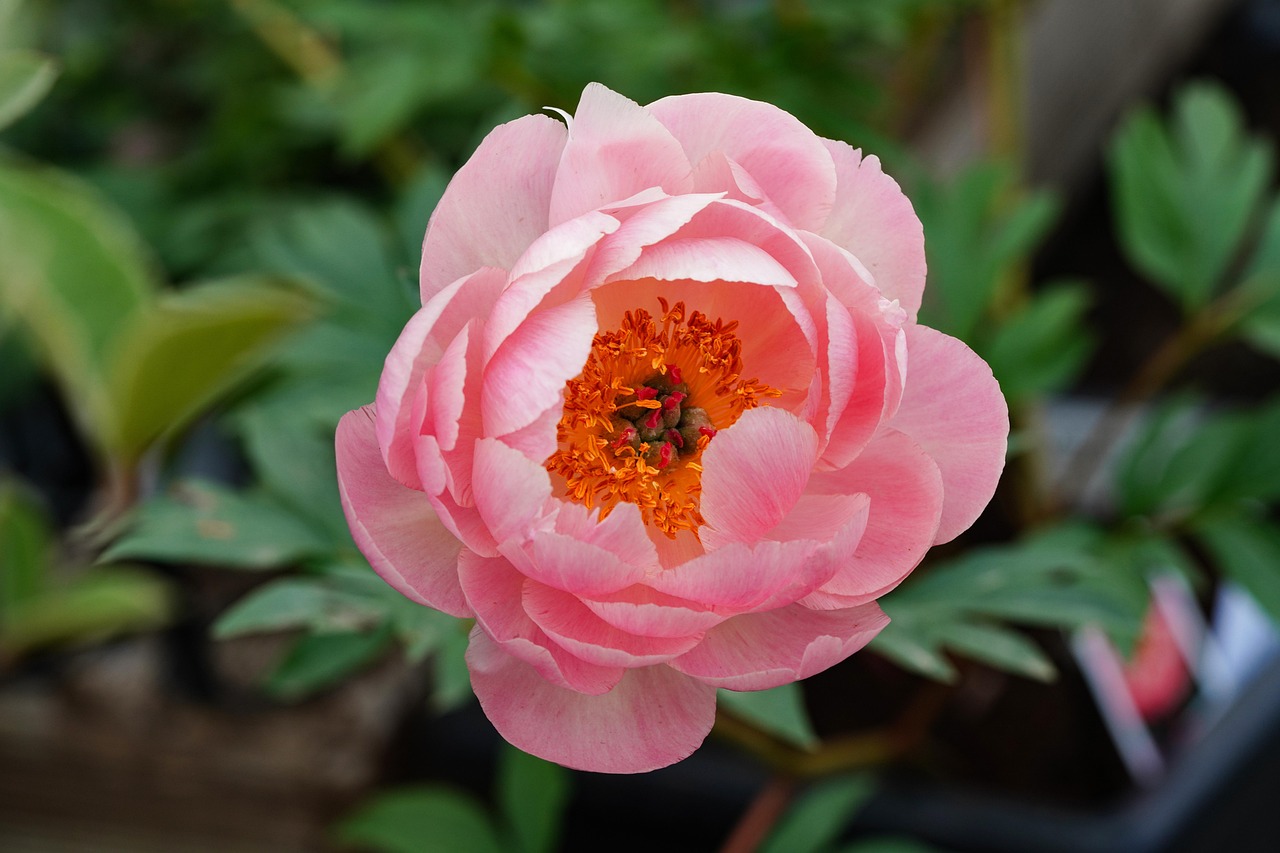 Wildflower Wild Flower Pink - Free photo on Pixabay