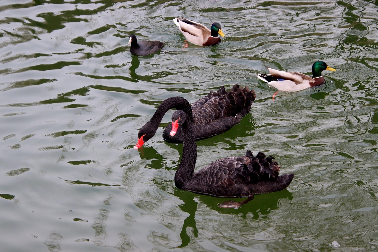 Black Swans Lake Ducks - Free photo on Pixabay - Pixabay