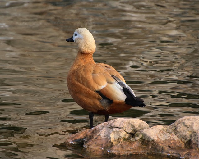 Ruddy Shelduck Bird River - Free photo on Pixabay