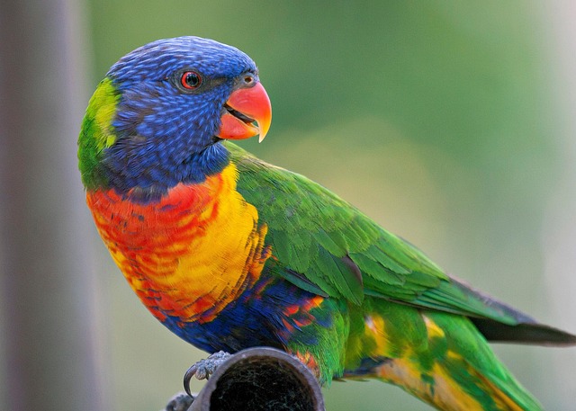 200+ Free Lorikeet & Parrot Photos - Pixabay
