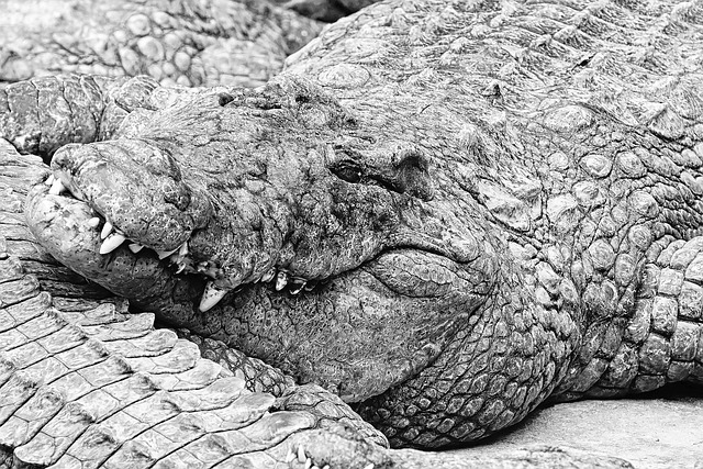 Cocodrilos Zoo Reptiles - Foto gratis en Pixabay - Pixabay
