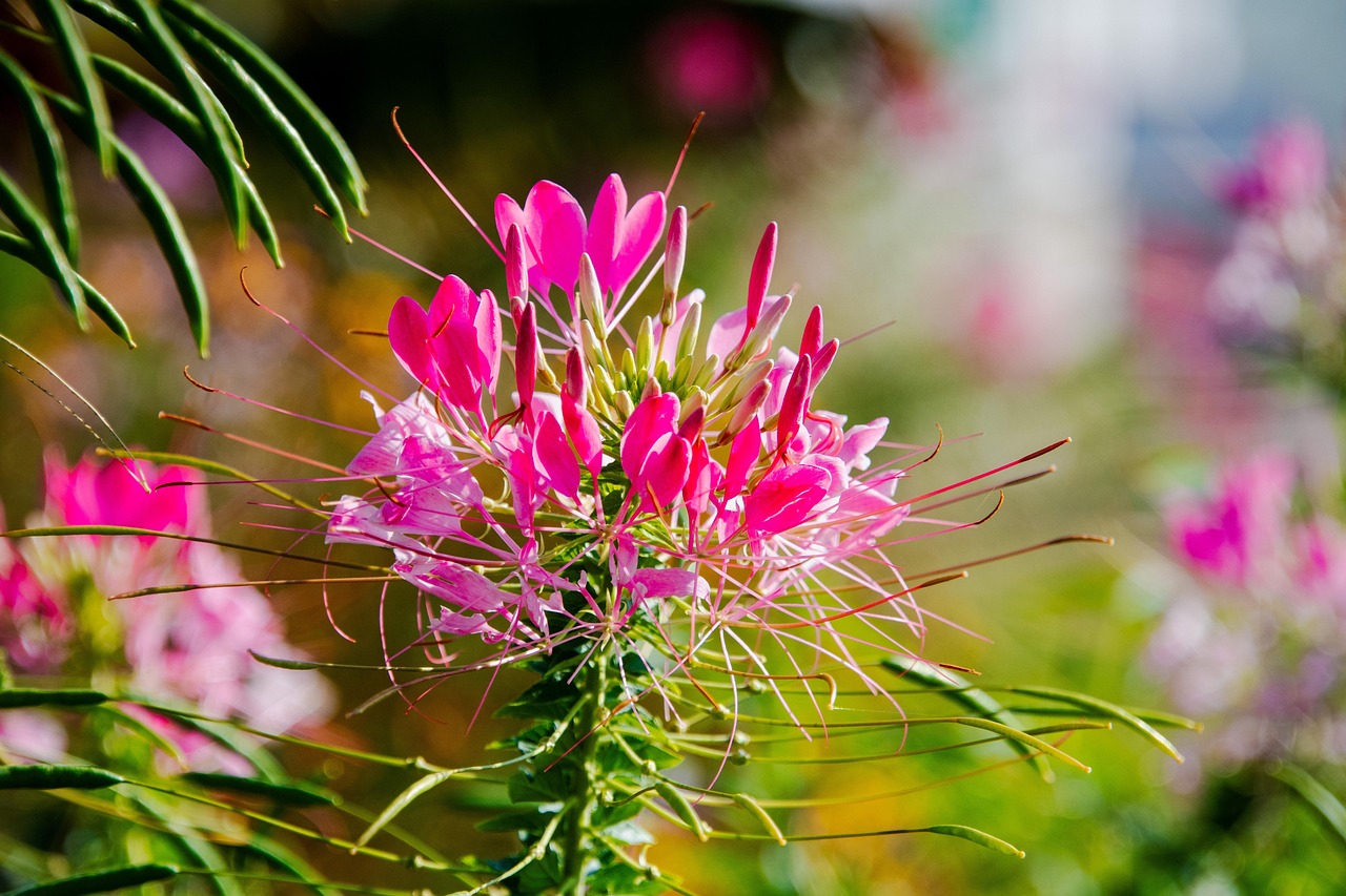 Pink Flowers Spider Spiny - Free photo on Pixabay - Pixabay