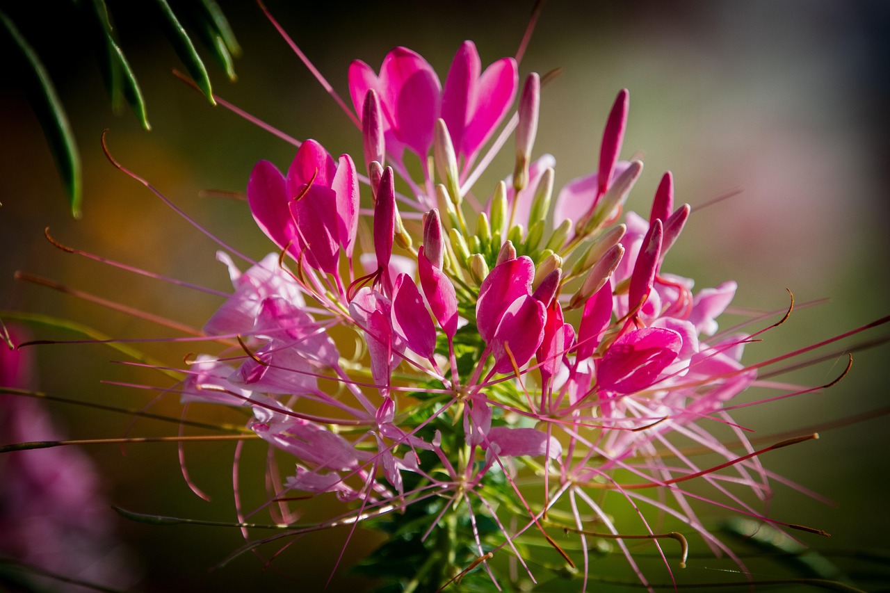 Pink Flowers Spider Spiny - Free photo on Pixabay - Pixabay