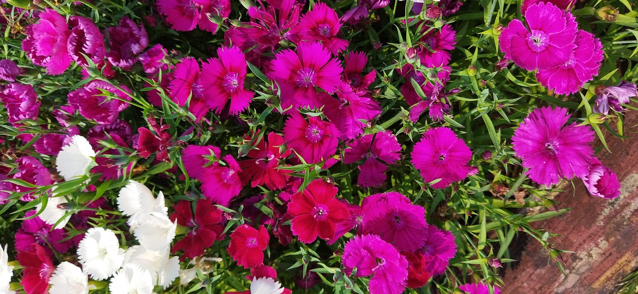 Flowers Dianthus Pink Colour - Free photo on Pixabay - Pixabay