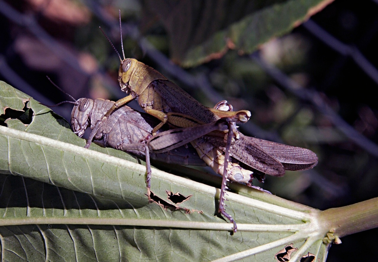Naturaleza Inseto - Foto gratuita no Pixabay - Pixabay