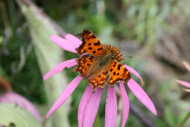 Polygonia C-专辑 逗号 蝴蝶 - Pixabay上的免费照片 - Pixabay