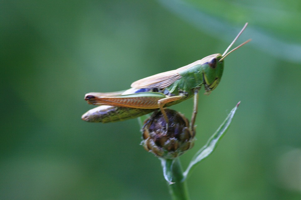 Grasshopper Insects Nature - Free photo on Pixabay - Pixabay
