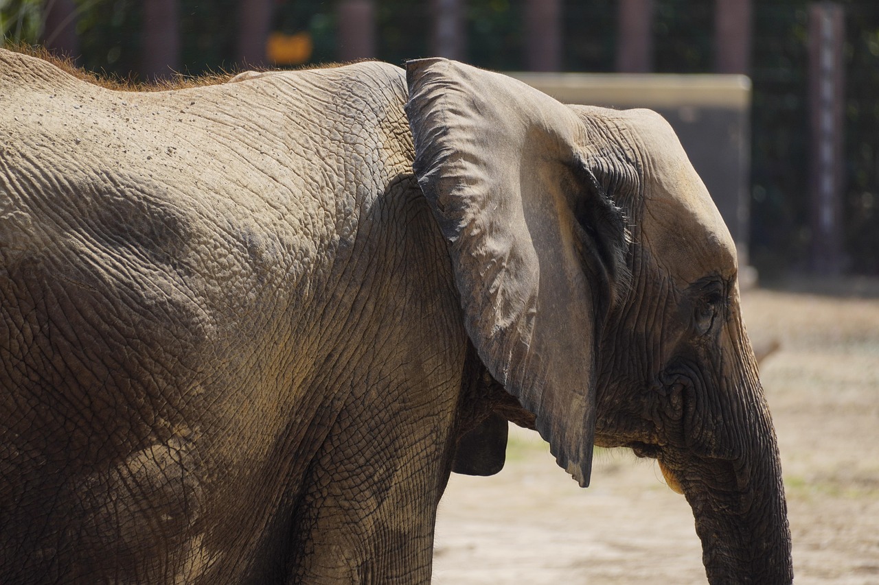 L'Éléphant Mammifère Animal - Photo gratuite sur Pixabay - Pixabay