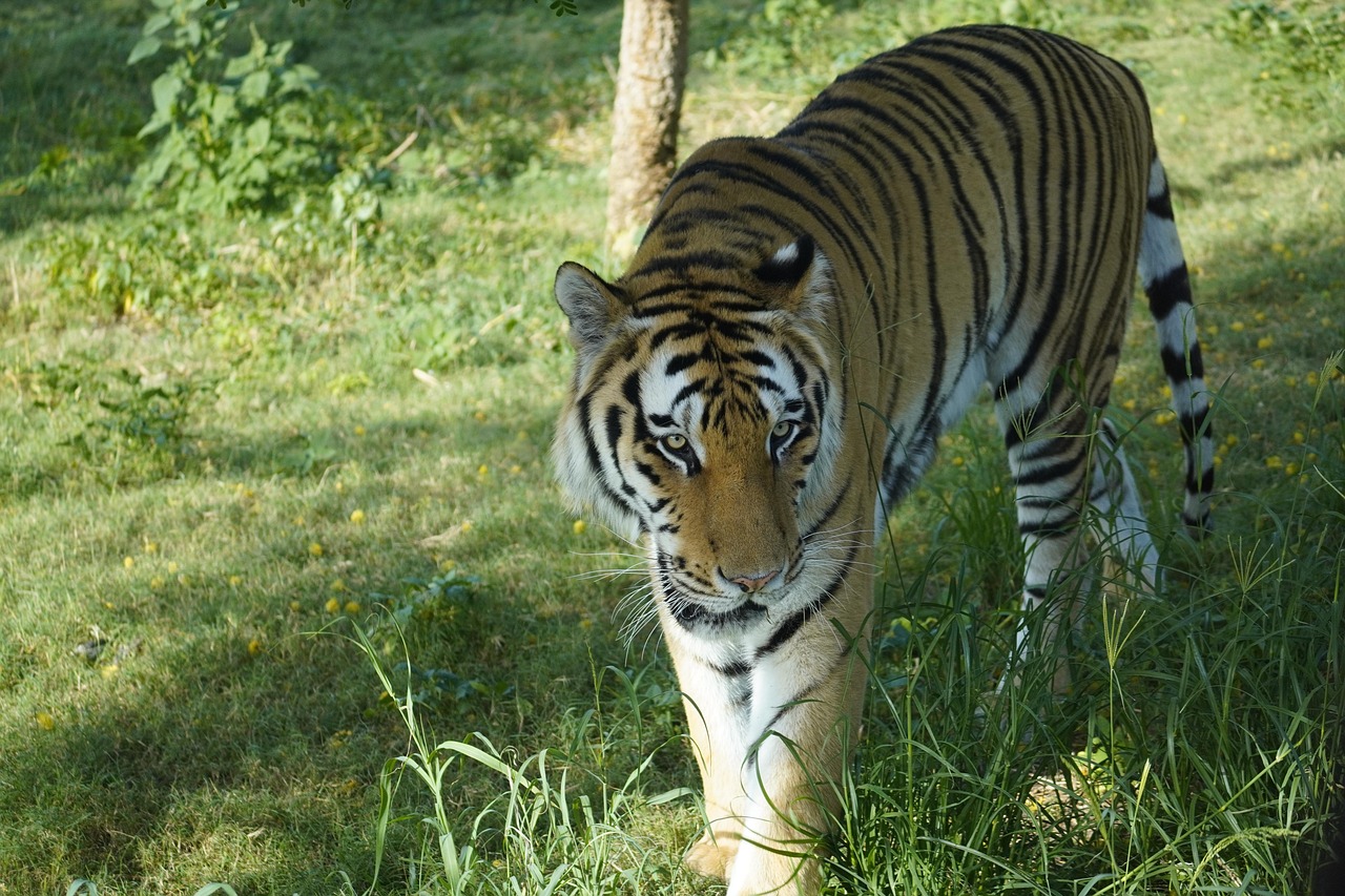 Liar Harimau Pemangsa - Foto gratis di Pixabay - Pixabay