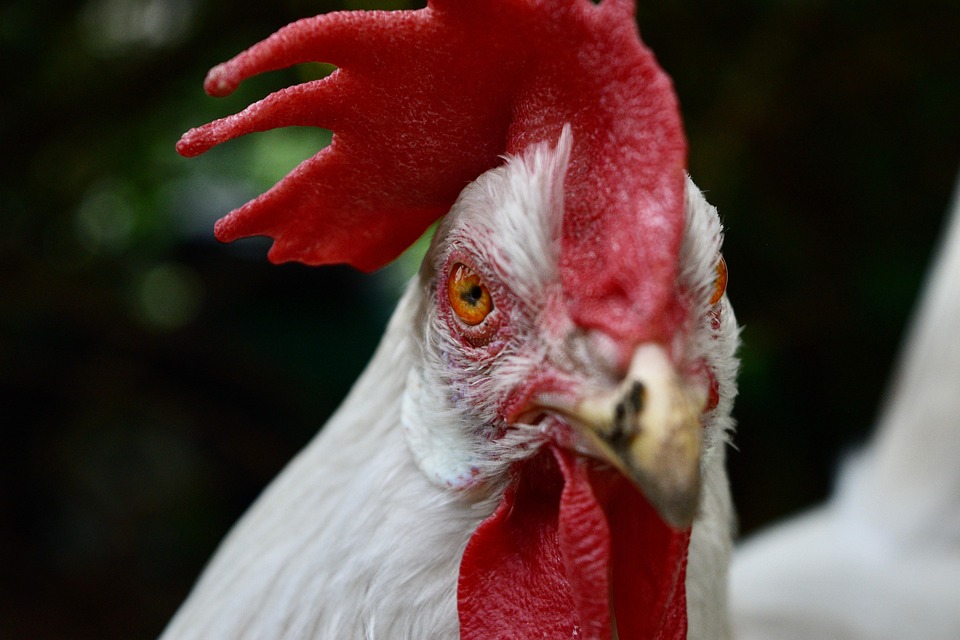 Chicken Animal Poultry - Free photo on Pixabay - Pixabay