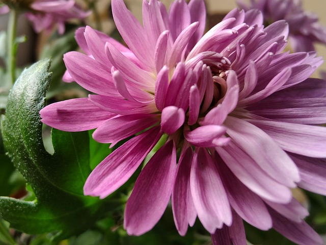 Flor Crisântemo Bloom - Foto gratuita no Pixabay - Pixabay