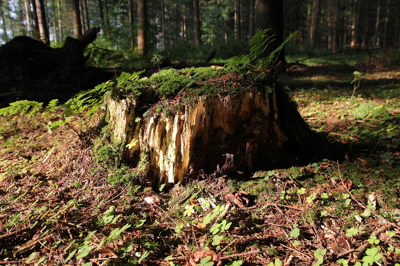 Forest Floor Tree Stump - Free photo on Pixabay - Pixabay