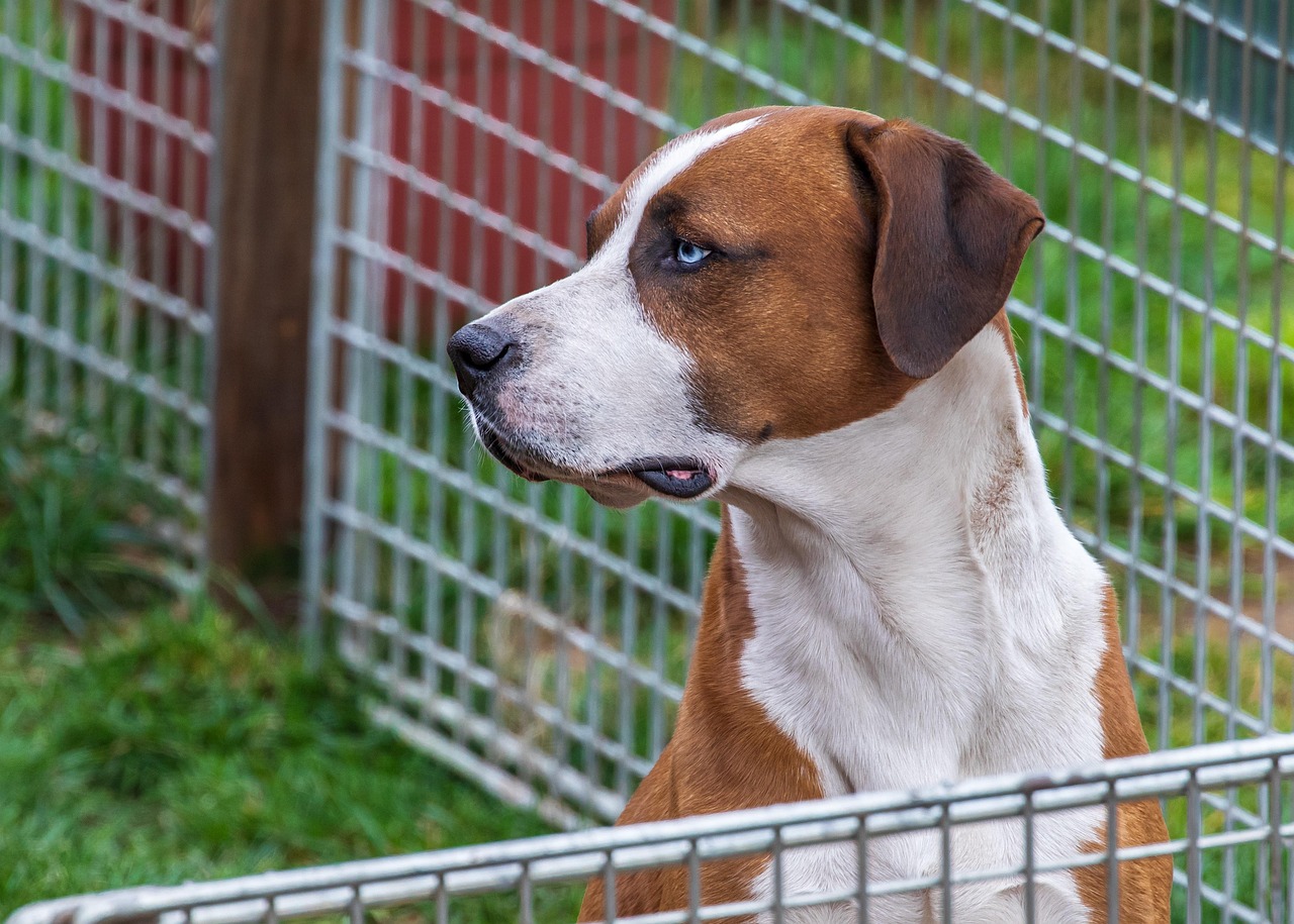 Mascota Perro Al Aire Libre Patio - Foto gratis en Pixabay - Pixabay