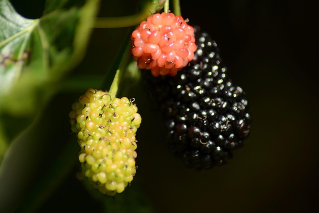 Mulberries 3 Shades Fruit - Free photo on Pixabay - Pixabay