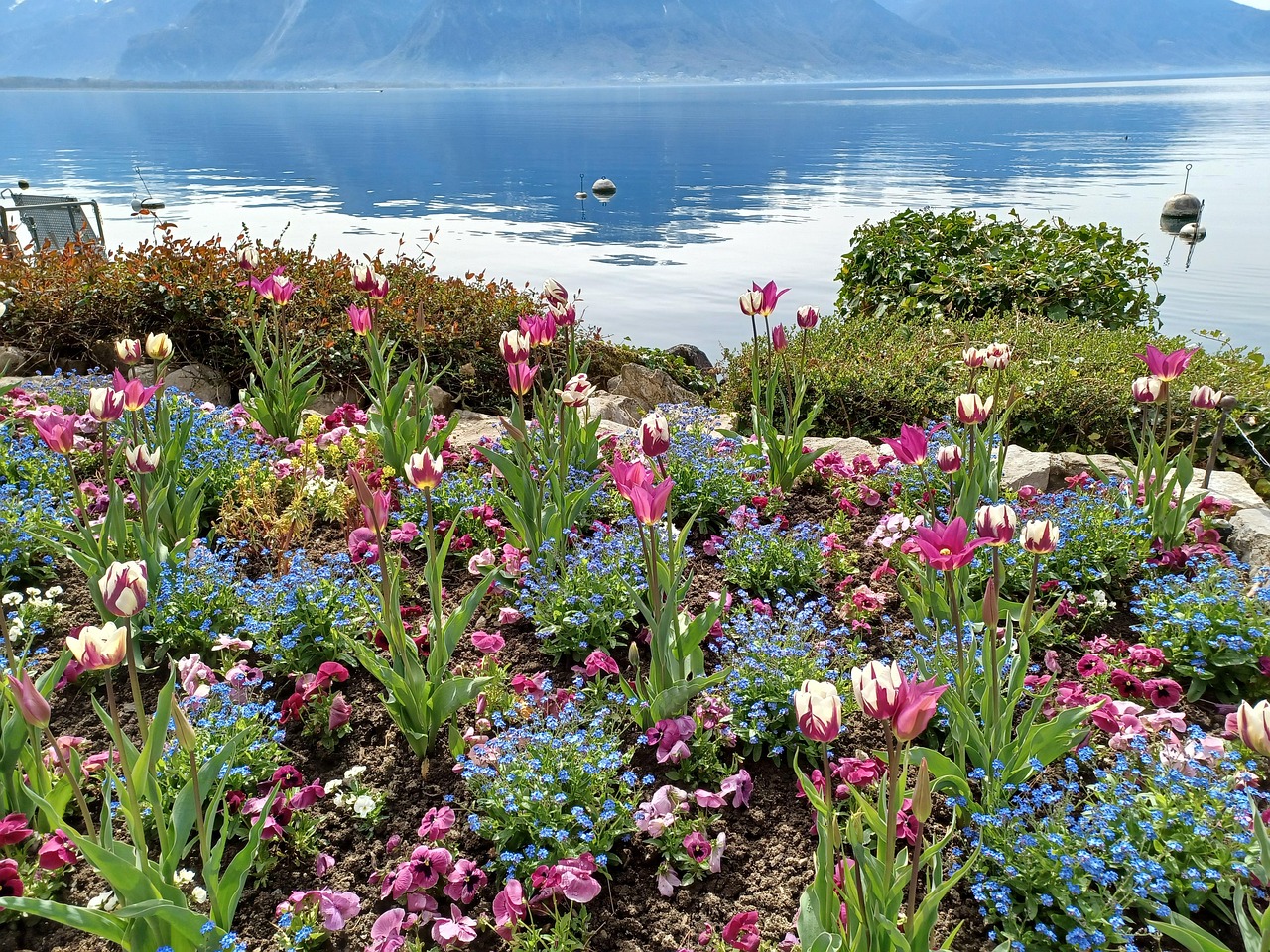 Flor Tulipanes Primavera Lago De - Foto gratis en Pixabay - Pixabay