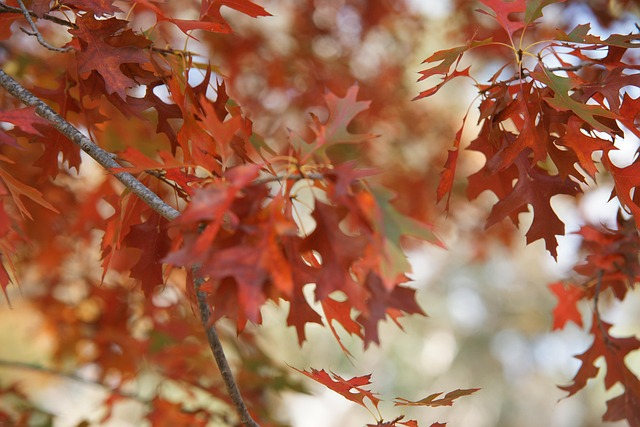 Autumn Maple Trees Leaves - Free photo on Pixabay - Pixabay