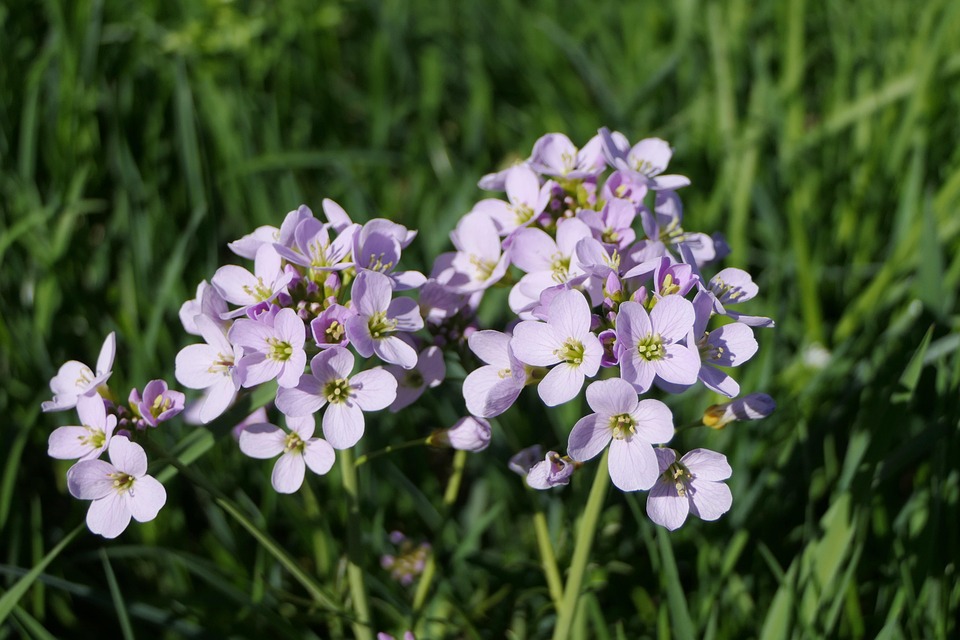 Flowers Botany Spring Meadow - Free photo on Pixabay