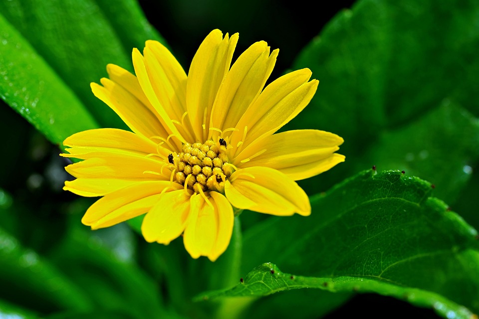 Wedelia Trilobata Fleur - Photo gratuite sur Pixabay - Pixabay