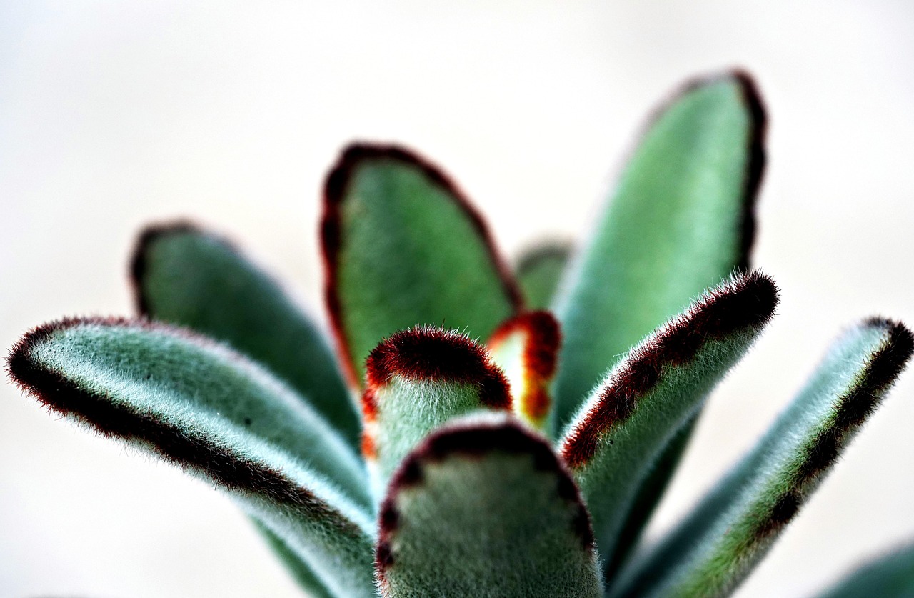 Saftig Pflanze Flora - Kostenloses Foto auf Pixabay - Pixabay