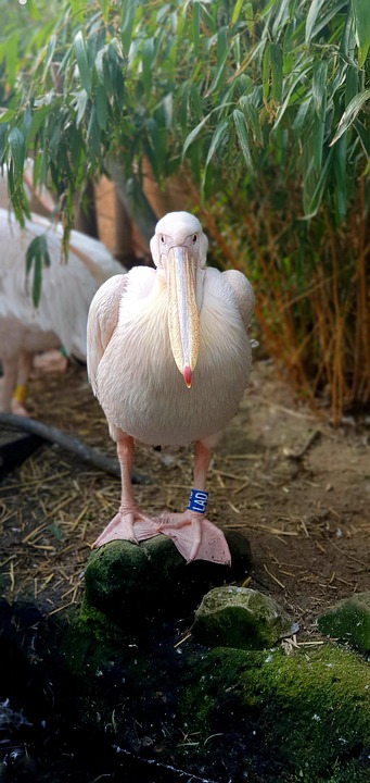 Pelican Bird Animal - Free photo on Pixabay - Pixabay