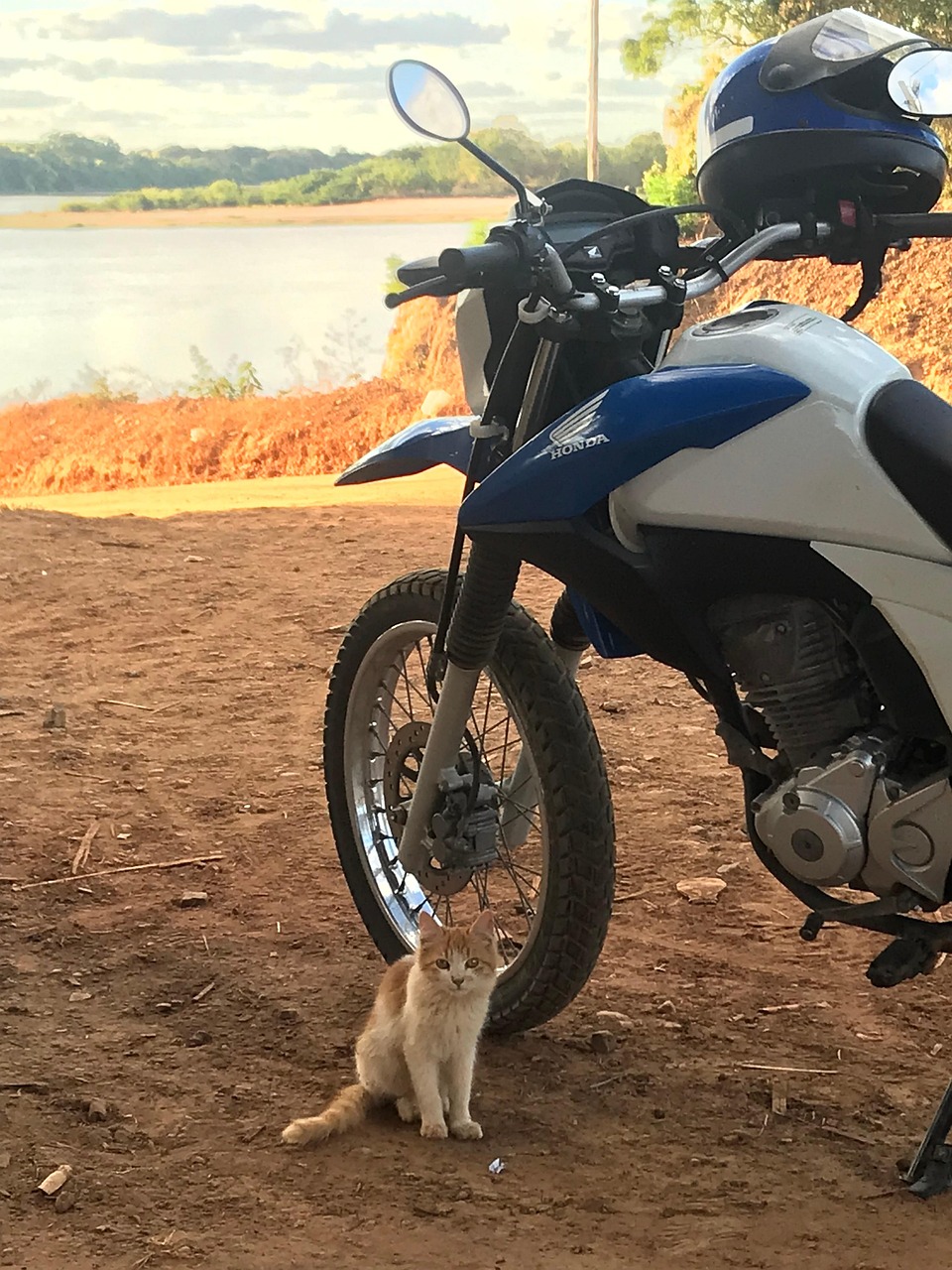 Brazil Cat Motorcycle - Free photo on Pixabay