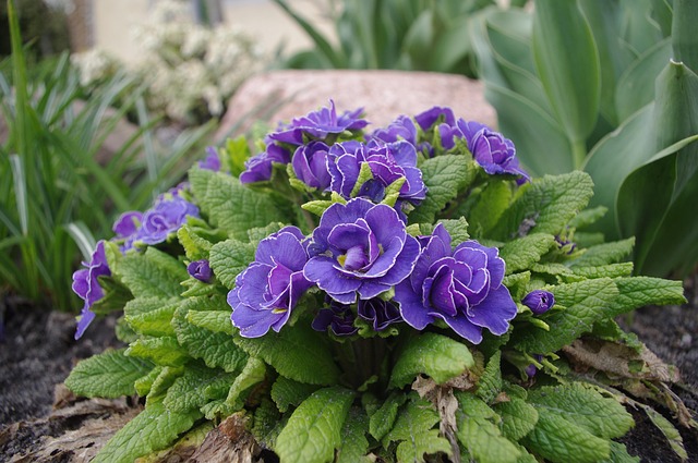 Flowers Primrose Nature - Free photo on Pixabay - Pixabay