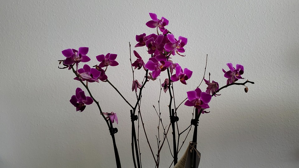 Orchidee Pflanze - Kostenloses Foto auf Pixabay - Pixabay
