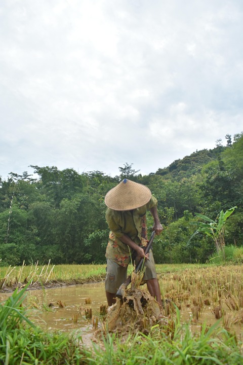Farmer Hoe Rice Field - Free photo on Pixabay - Pixabay