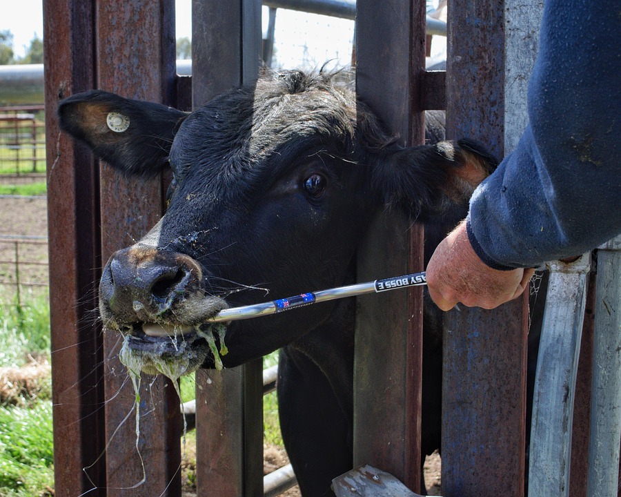 Cattle Headbale Tagging - Free photo on Pixabay