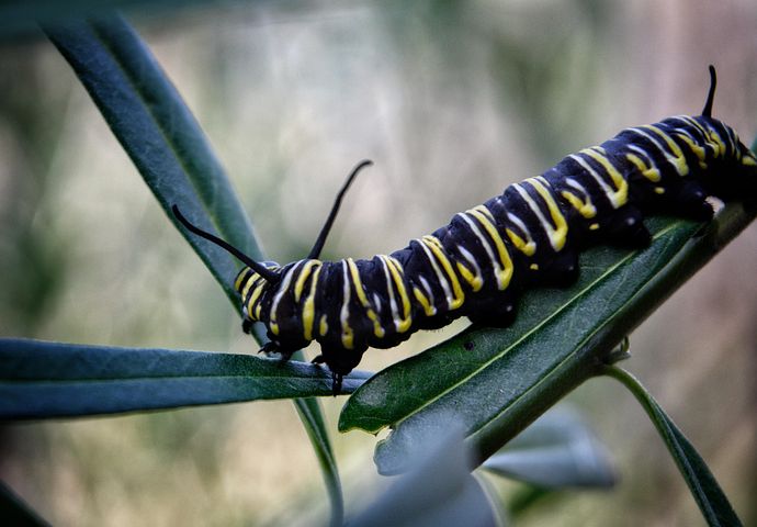 80+ Free Monarch Caterpillar & Caterpillar Images - Pixabay