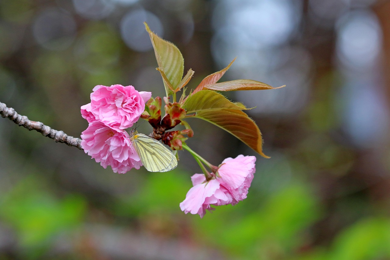 90+ Free Yoshino Cherry Tree & Bloom Images - Pixabay