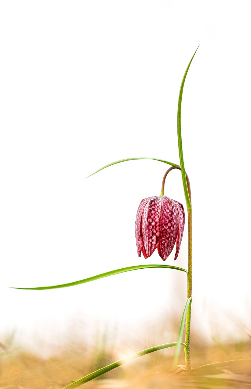 Fritillaria Flower Nature - Free photo on Pixabay