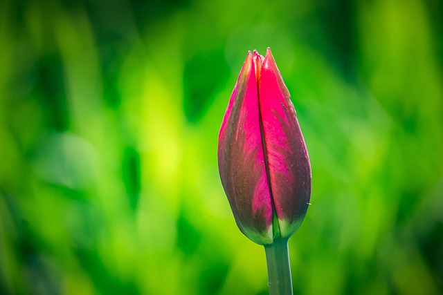 Tulip Bud Flower - Free photo on Pixabay