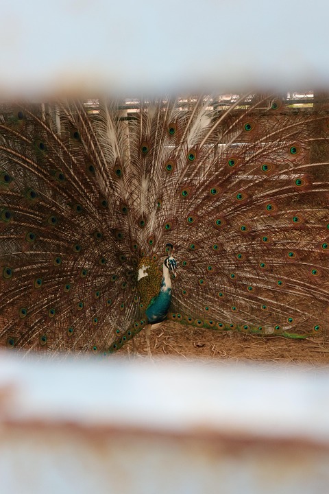Pfau Tier Zoo - Kostenloses Foto auf Pixabay